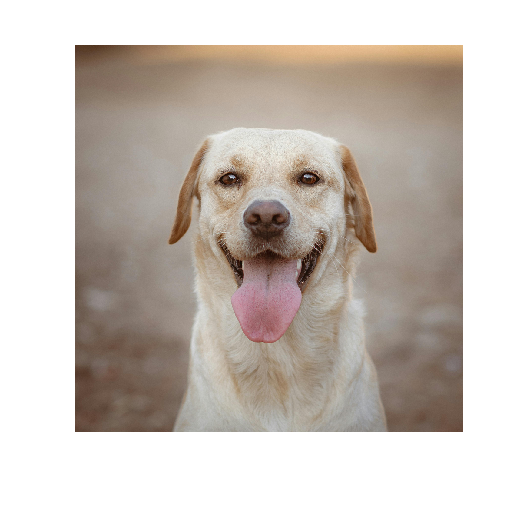 Valentine's Day Gift | Personalised Delft Blue Tiles by The Dutch Tile ...